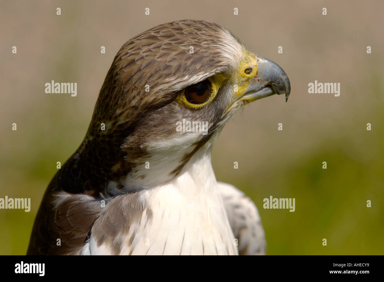 Jugger hi-res stock photography and images - Alamy