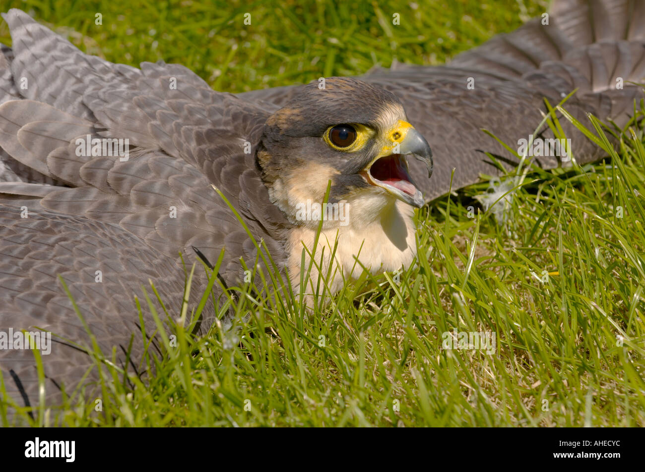 Lanner Falcon sunbathing on the ground with wings spread Stock Photo ...