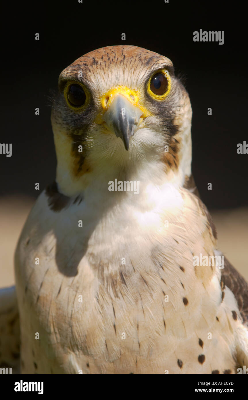 Mottled chest feathers hi-res stock photography and images - Alamy