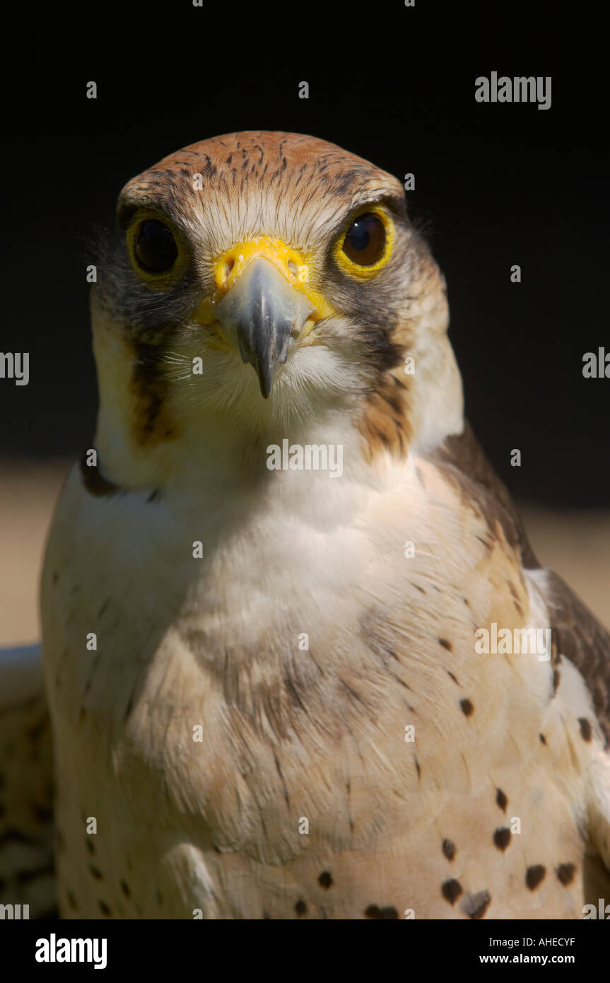 Close-up of the head and chest of a Lanner Falcon seen outdoors on a ...