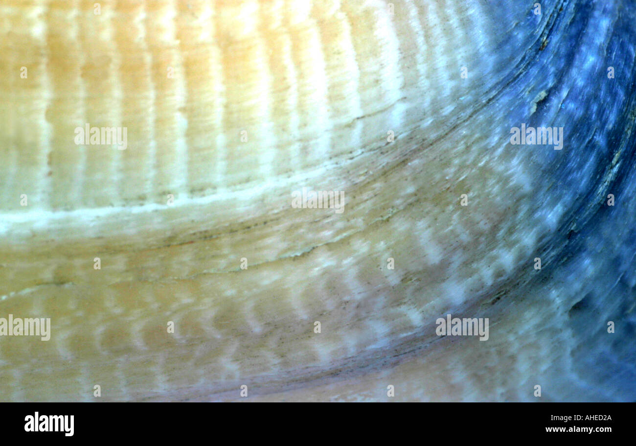 Nacre layer hi-res stock photography and images - Alamy