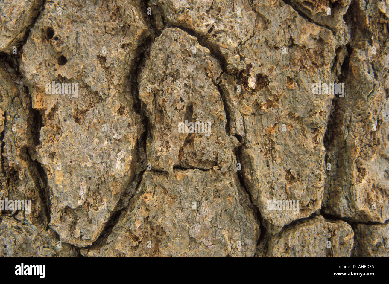 Tree bark pattern Stock Photo - Alamy