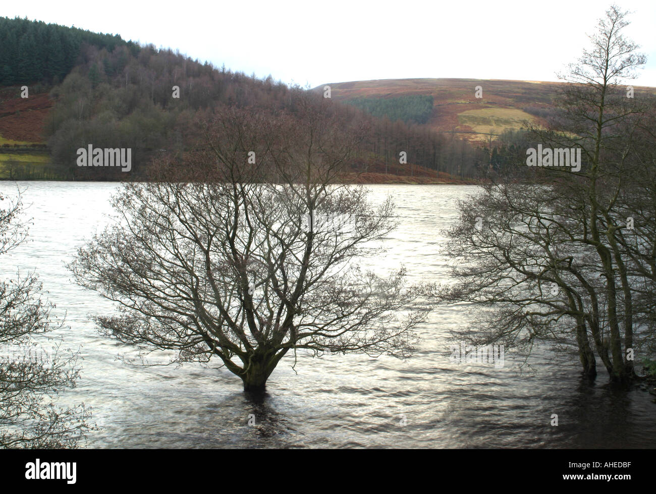 Drowned tree hi-res stock photography and images - Alamy