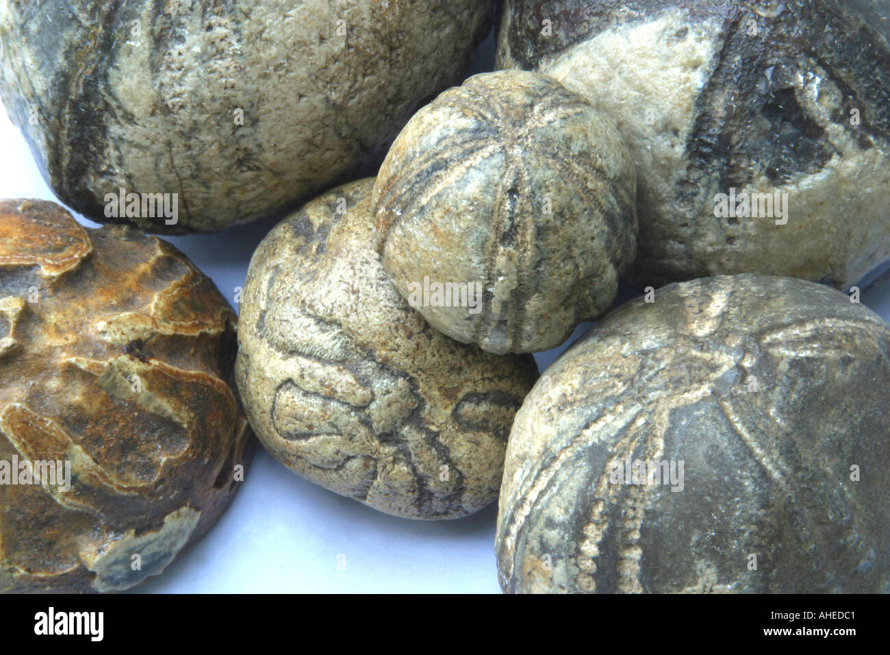 Seabed fossils hi-res stock photography and images - Alamy