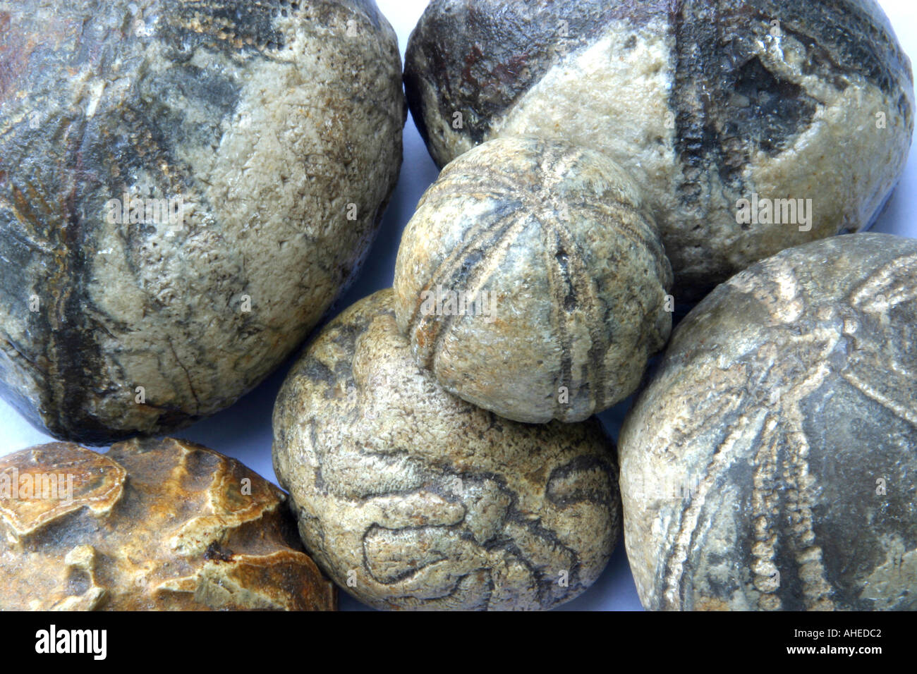 Echinoid fossils hi-res stock photography and images - Alamy