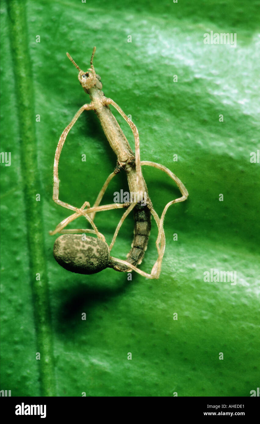 young stick insects just slipping out from the eggs unfolding itself ...