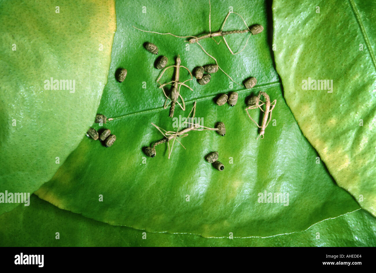Vietnamese stick insect hi-res stock photography and images - Alamy