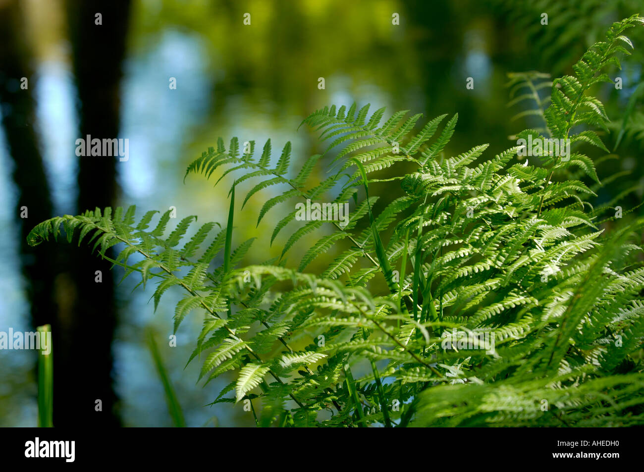 Close-up of a Shuttlecock Fern fronds growing in the dapple light of a ...