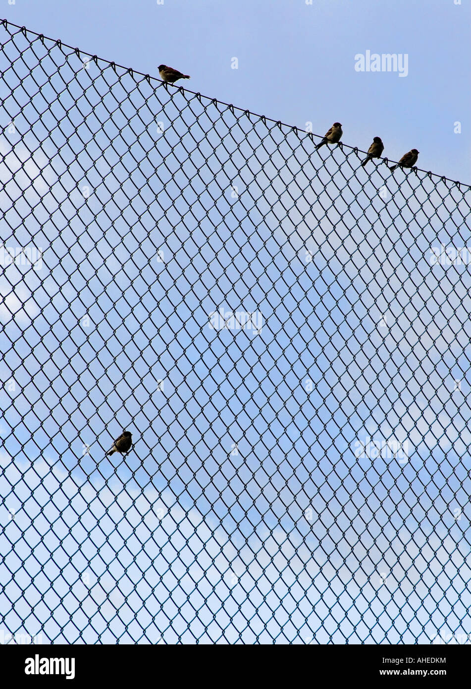 Birds on high fence Stock Photo - Alamy