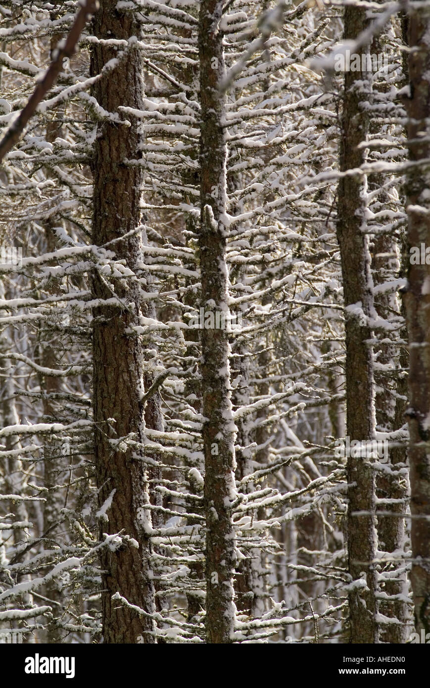 Scottish Fir Tree High Resolution Stock Photography and Images - Alamy