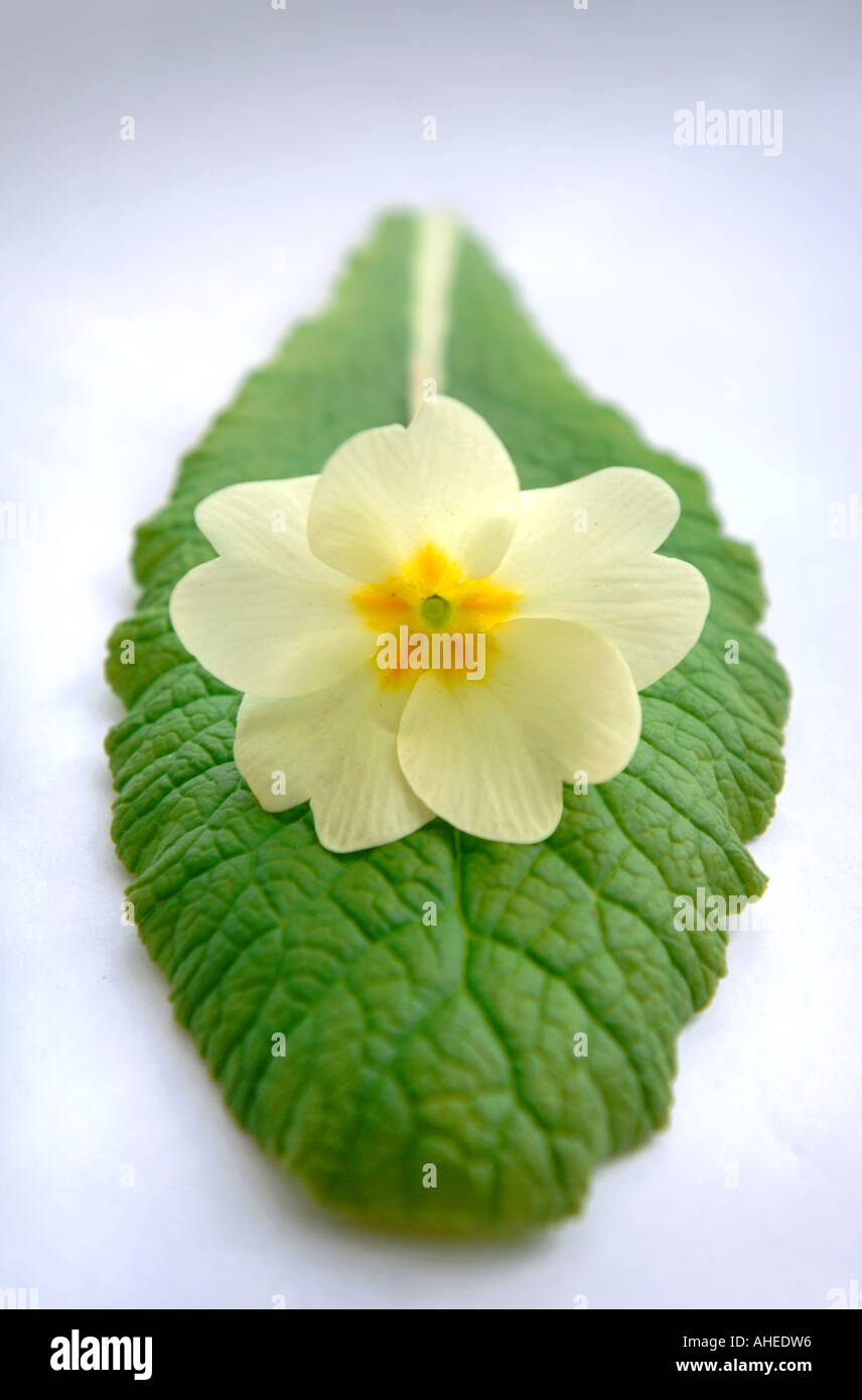 Single primrose shades hi-res stock photography and images - Alamy