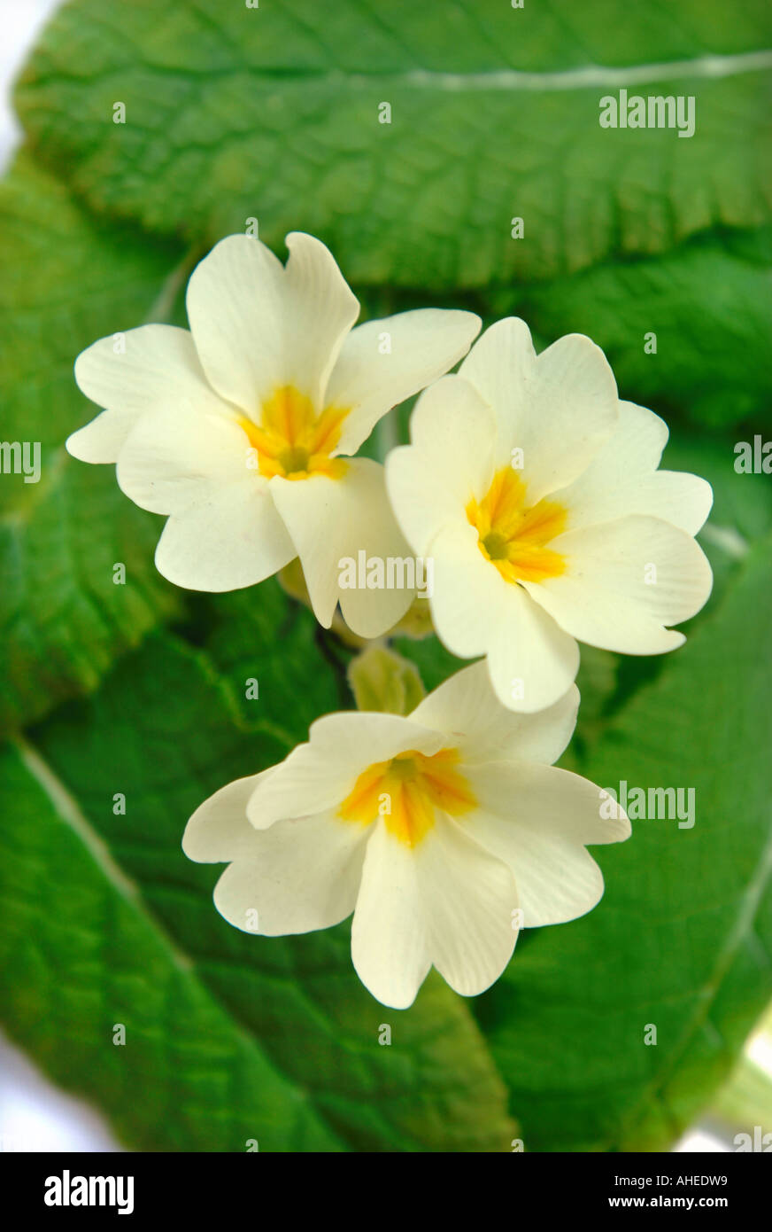 A STUDIO SHOT OF A THREE PALE YELLOW PRIMROSE FLOWERS PRIMULA VULGARIS ...