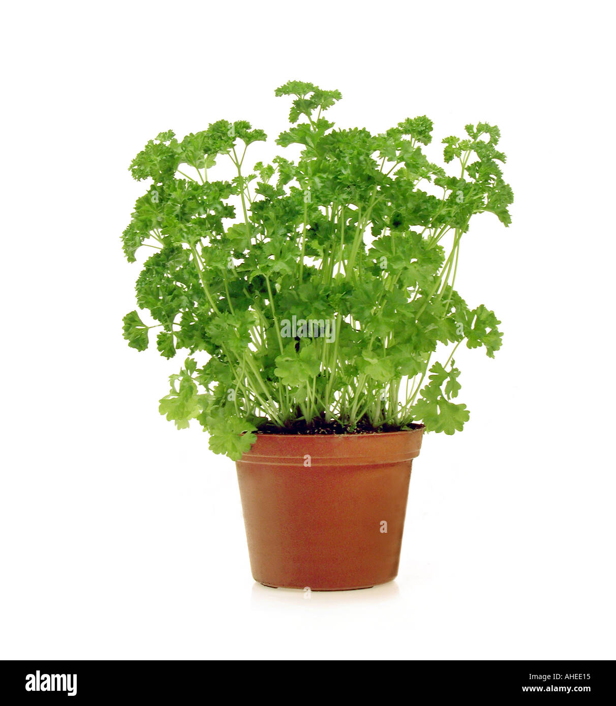 PARSLEY herb in a flowerpot Stock Photo - Alamy