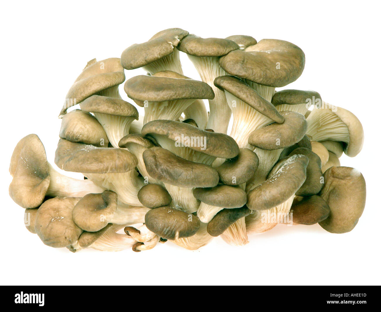 Elliptical Spores High Resolution Stock Photography and Images - Alamy