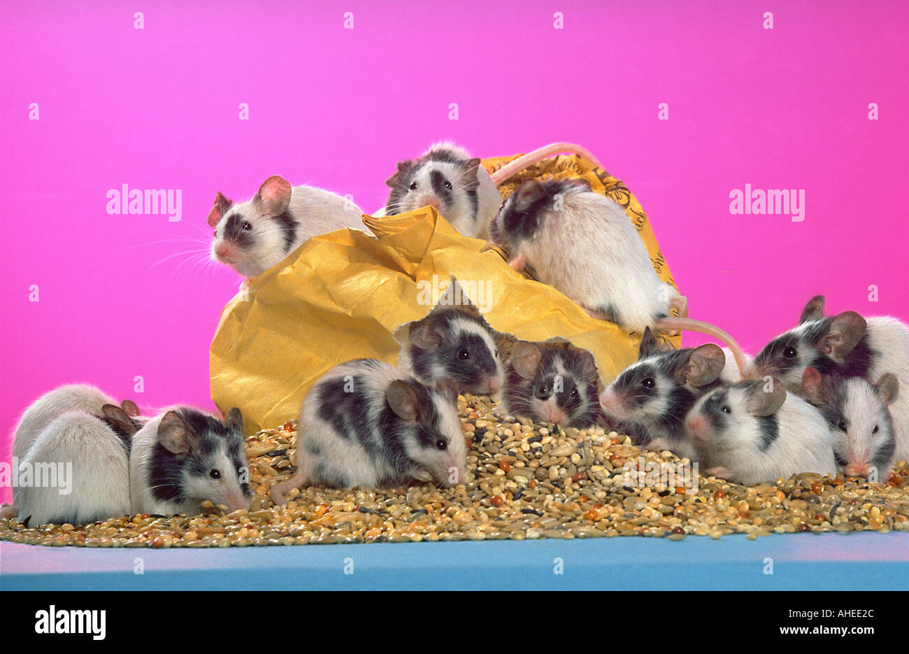 Diet of mice hi-res stock photography and images - Alamy