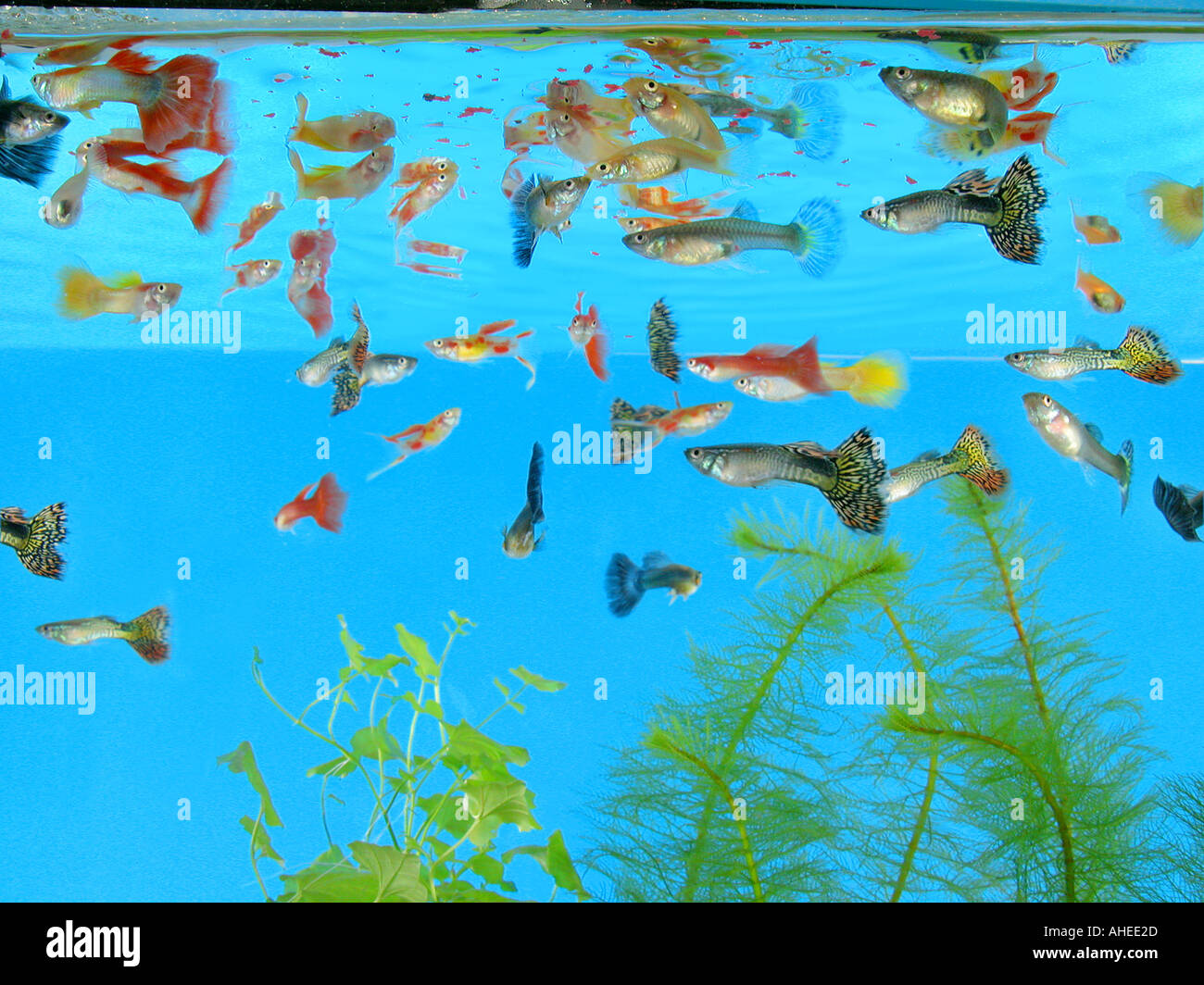 Guppy poecilia reticulata lebistes reticulatus hi-res stock photography ...