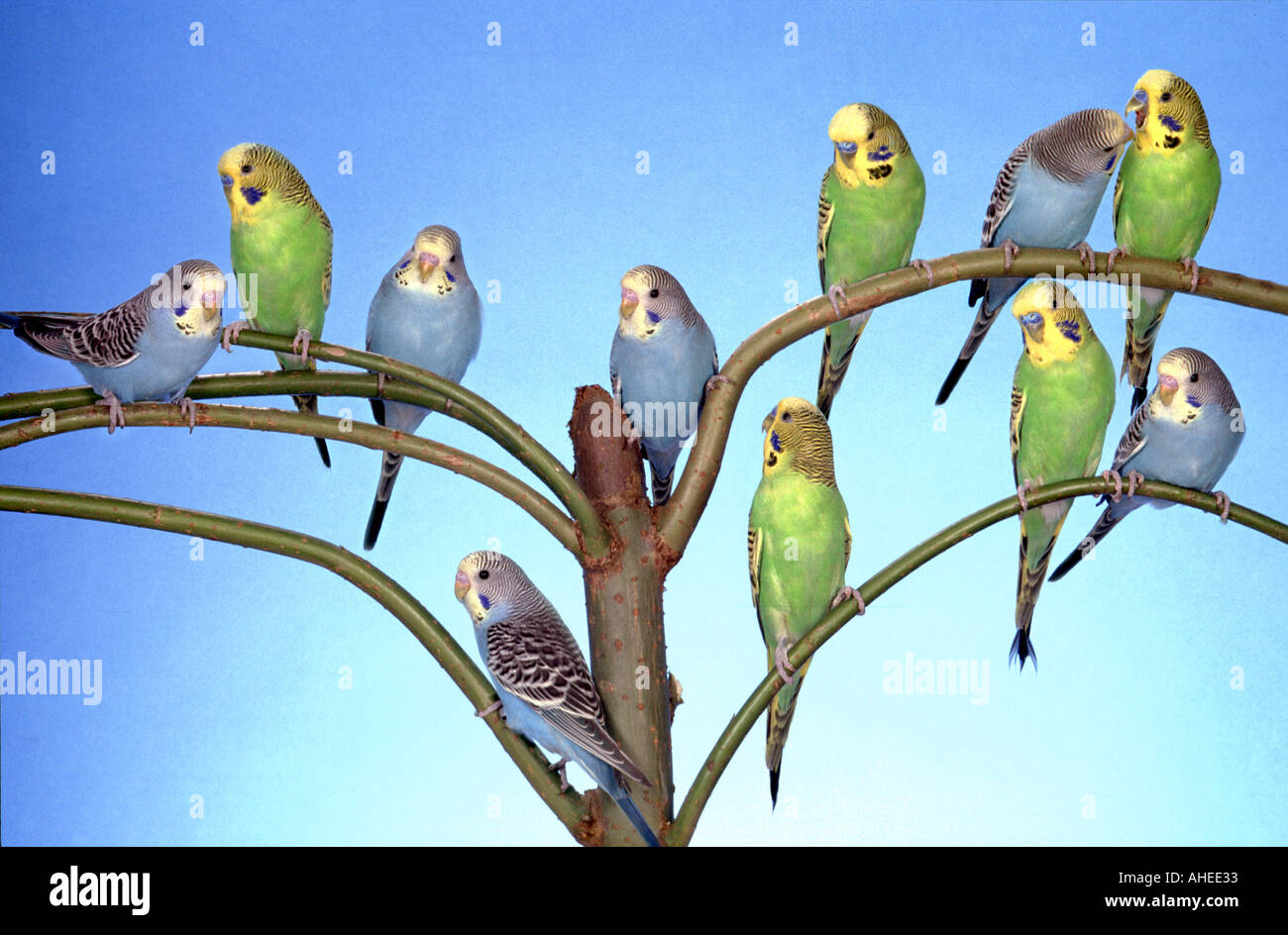 Budgerigar companion hi-res stock photography and images - Alamy