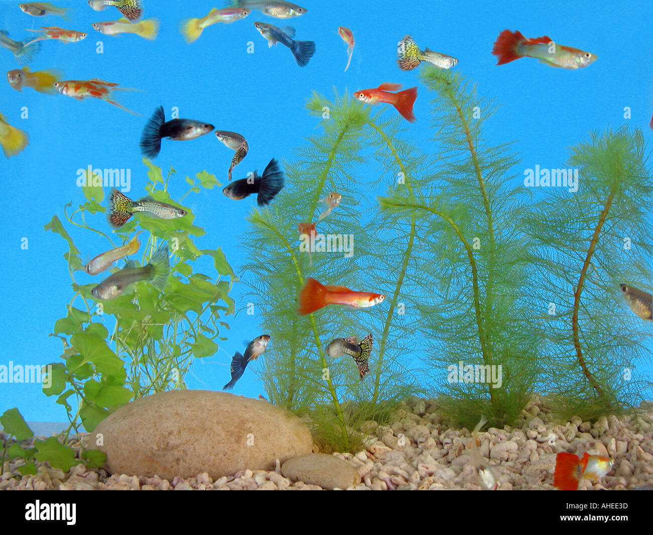 guppy fishes in a glass aquarium Stock Photo - Alamy