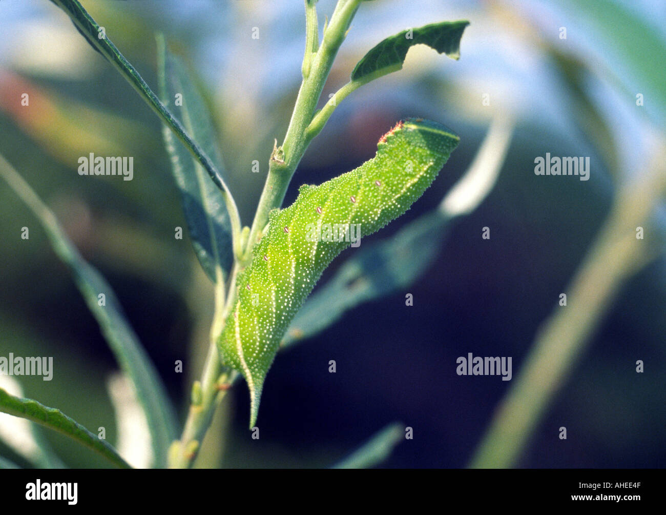Spiracles caterpillar hi-res stock photography and images - Alamy