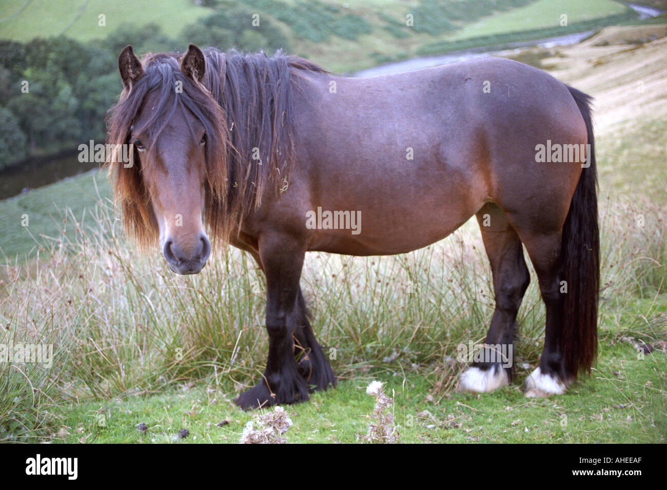 Wild Horse in Howgills Stock Photo - Alamy