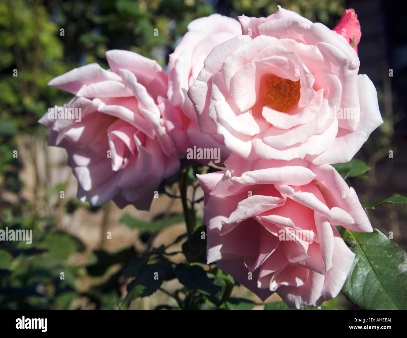 A rose named Gilder Stock Photo - Alamy
