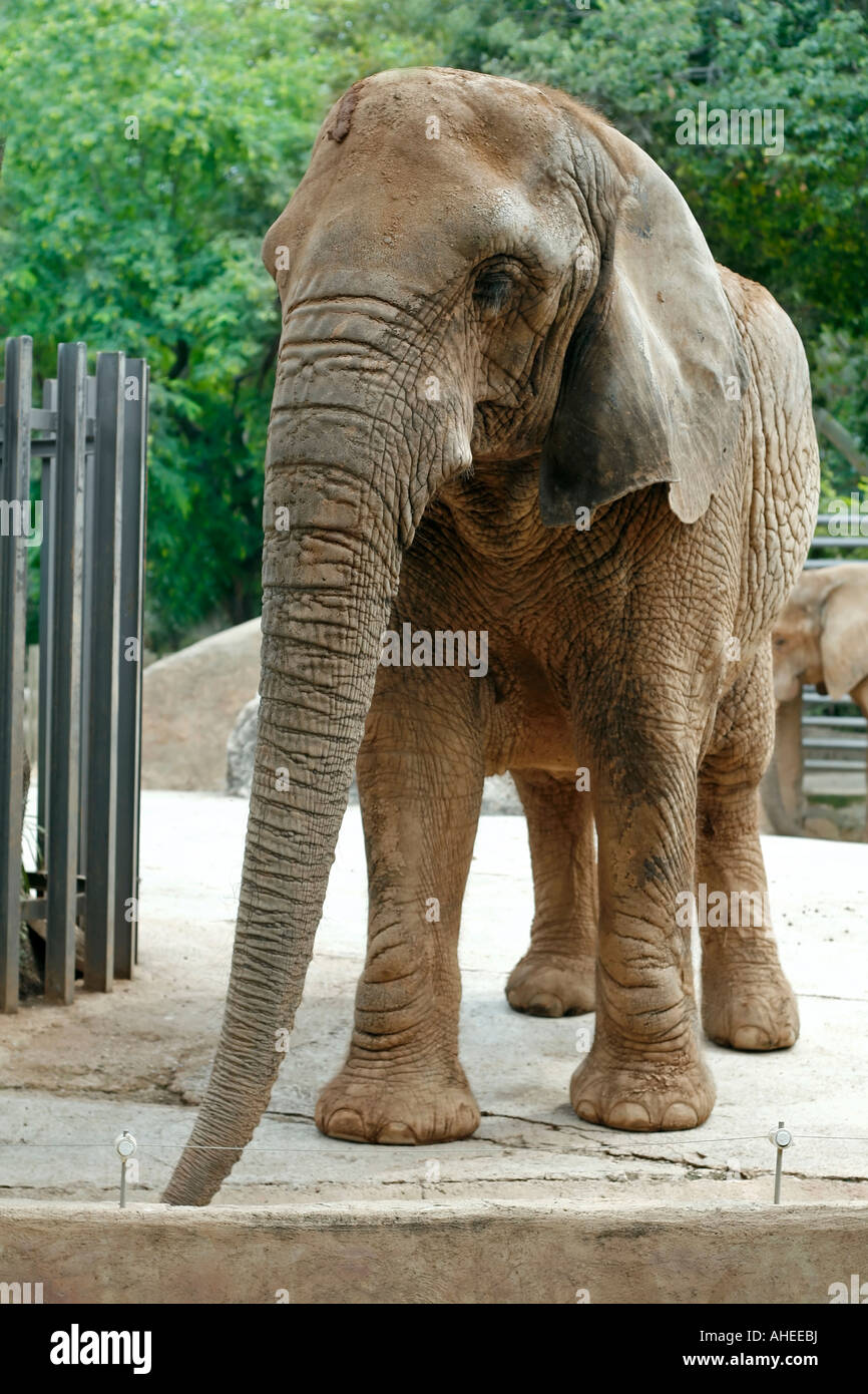 Elephant force hi-res stock photography and images - Alamy