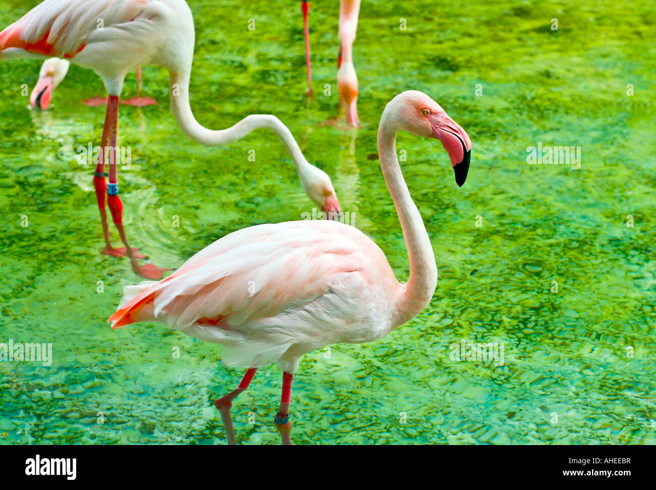 A colorful flamingo bird Stock Photo - Alamy