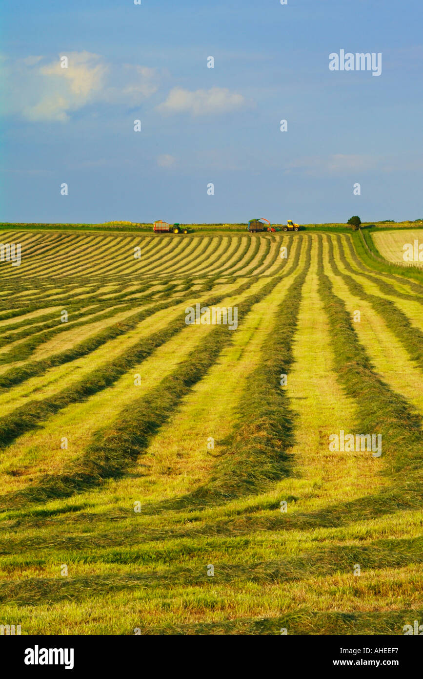 Stripes in field produced by harvesting grass near Parsley Hay ...