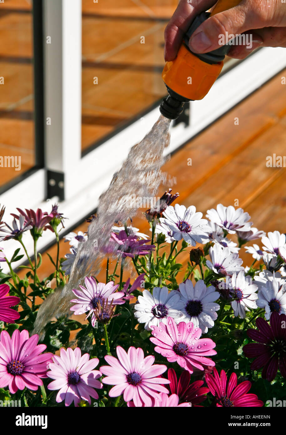 Small red flowers water droplets hi-res stock photography and images ...