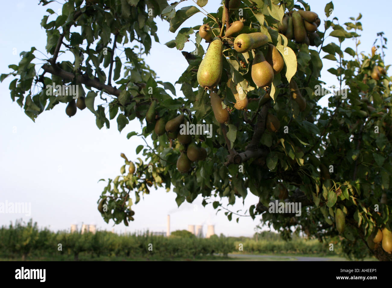 Pears are growing in a farm and in the distance you can see a power ...