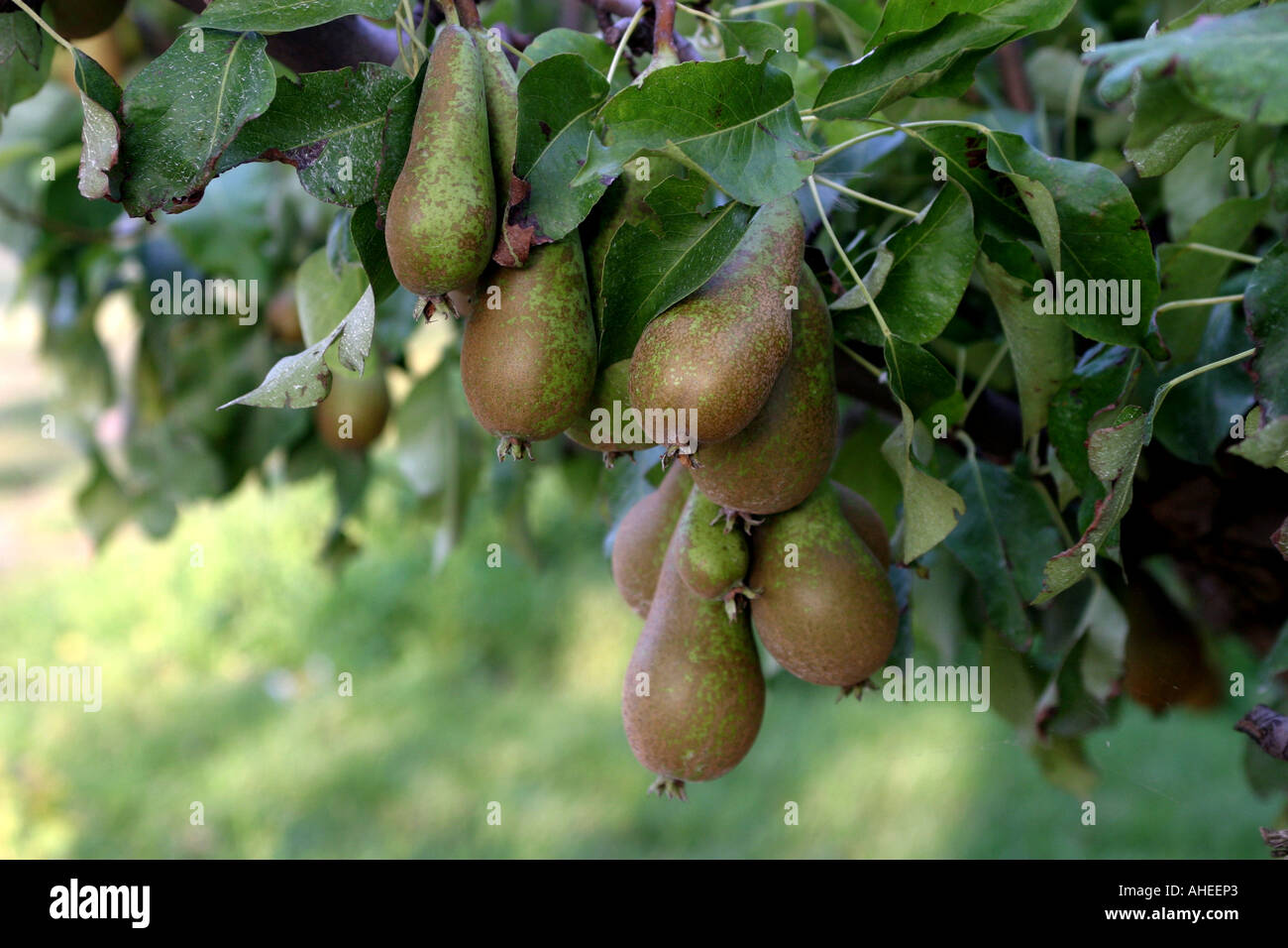 Pears growing english orchard hi-res stock photography and images - Alamy