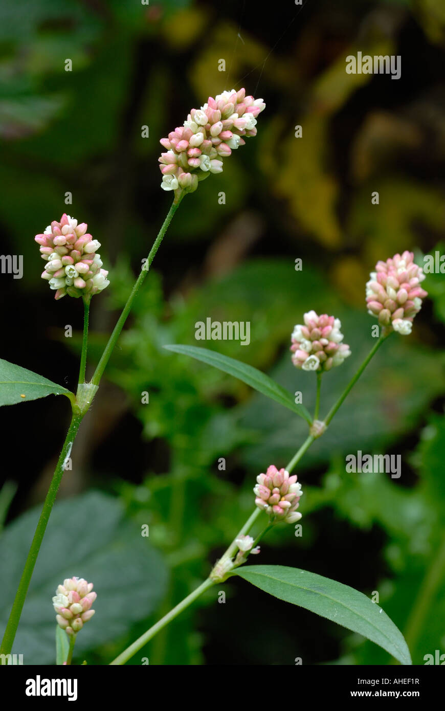 Flower of Bistort Polygonum bistorta, Wales, UK Stock Photo - Alamy