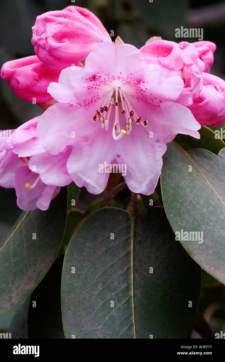 rhododendron oreodoxa var fargesii Stock Photo - Alamy