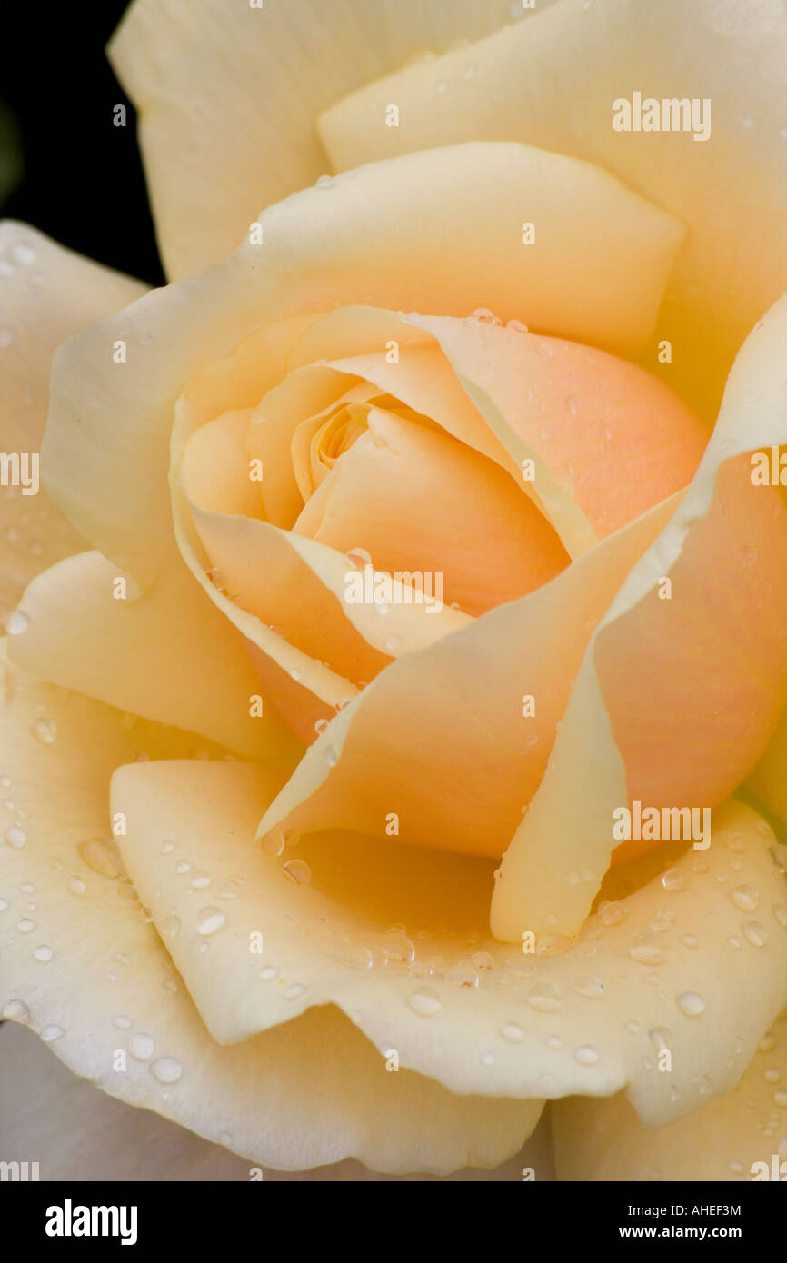 Rose Rosa Diamond Jubilee Stock Photo - Alamy