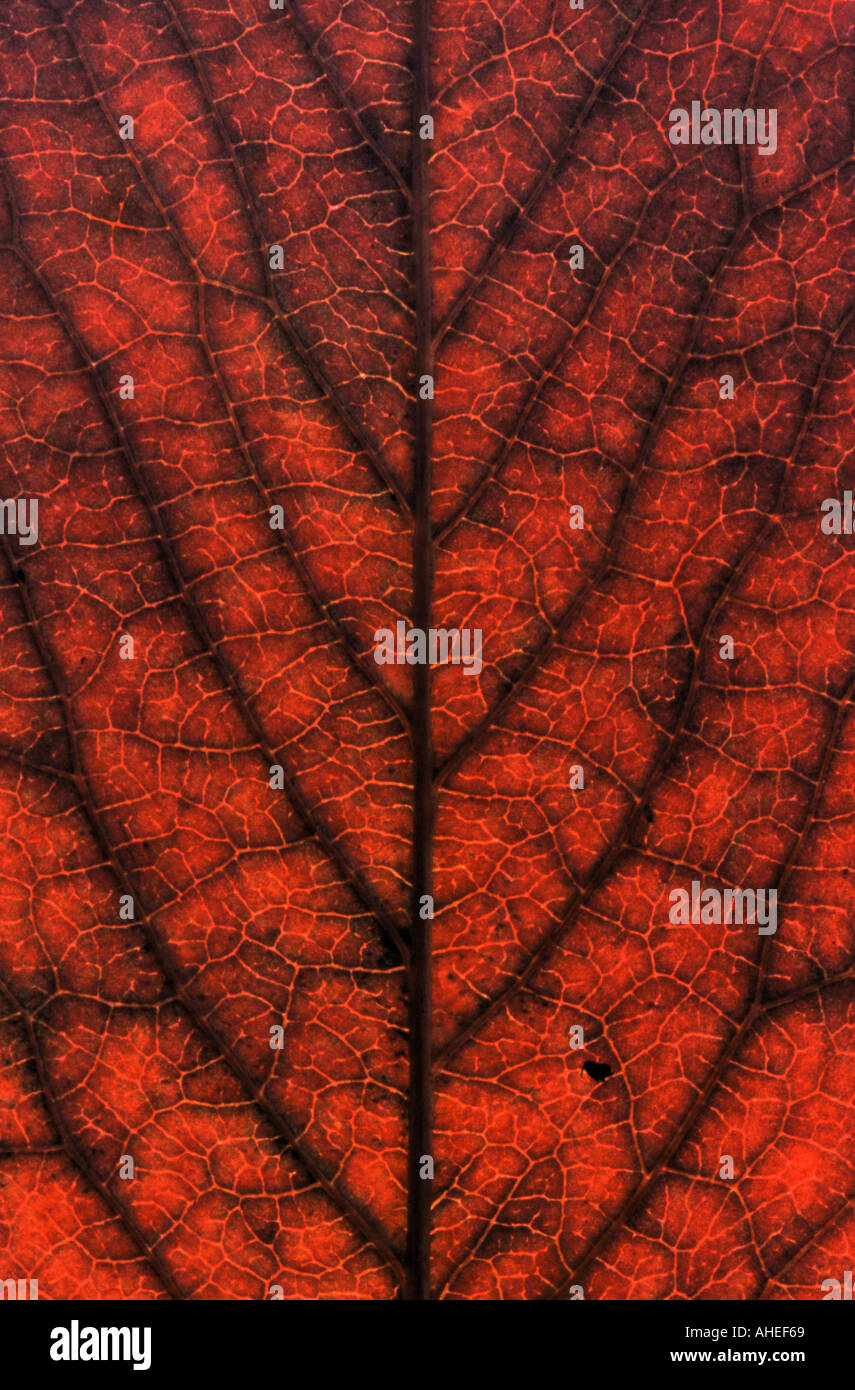 Veins in a leaf hi-res stock photography and images - Alamy