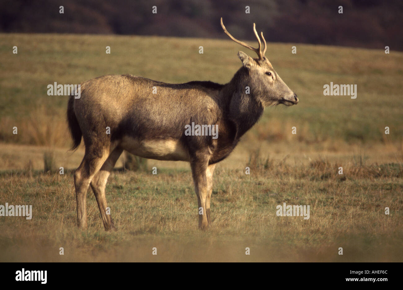 PERE DAVID`S DEER, Elaphurus davidianus, at Margam Park in Port Talbot ...
