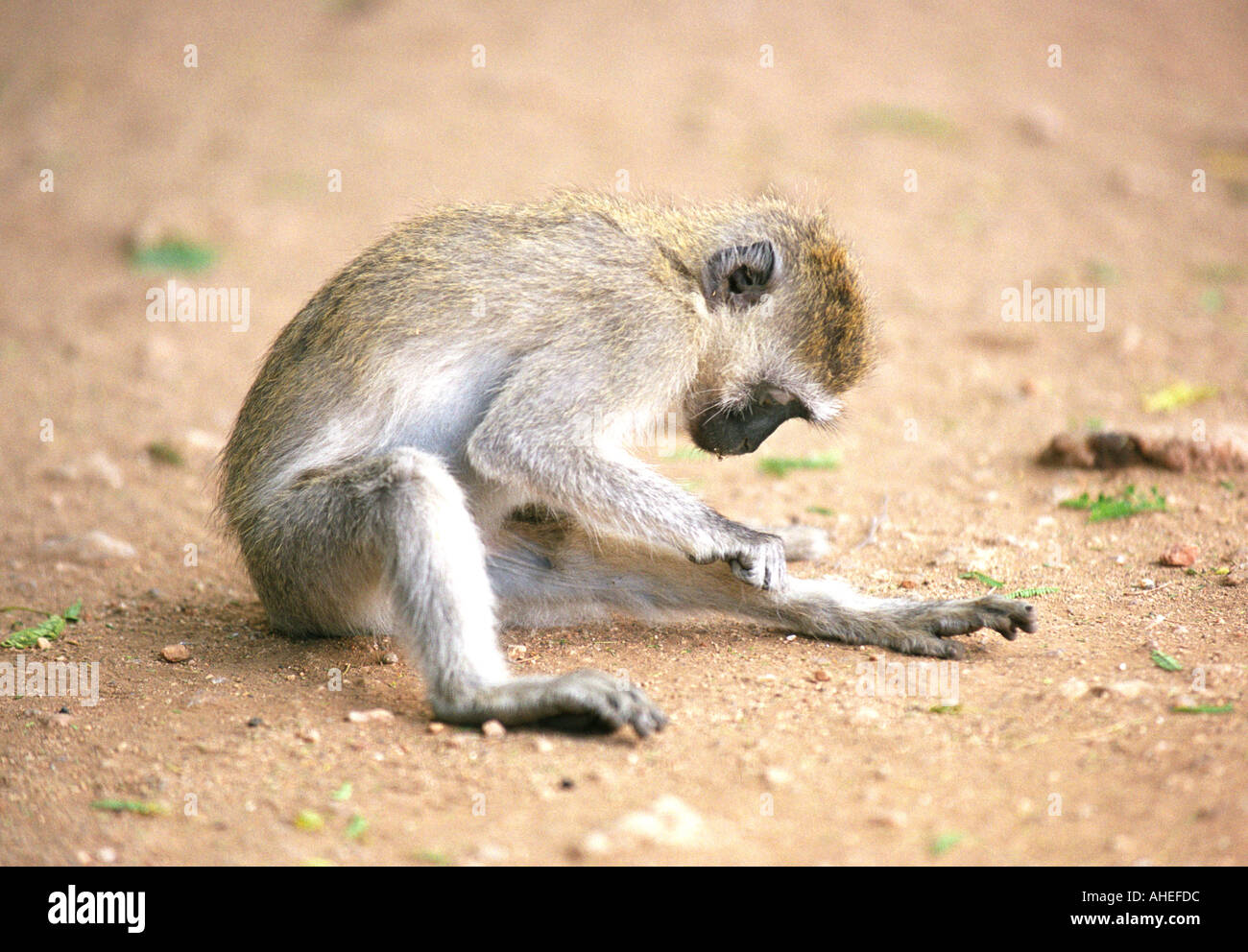Vervet Monkey Cercopithecus aethiops grooming itself in Kenya Africa ...