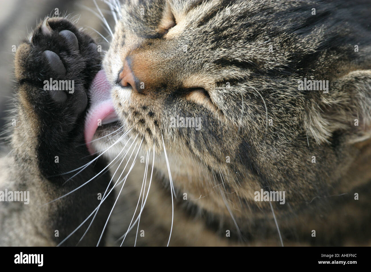 Cat washing its paw Stock Photo - Alamy
