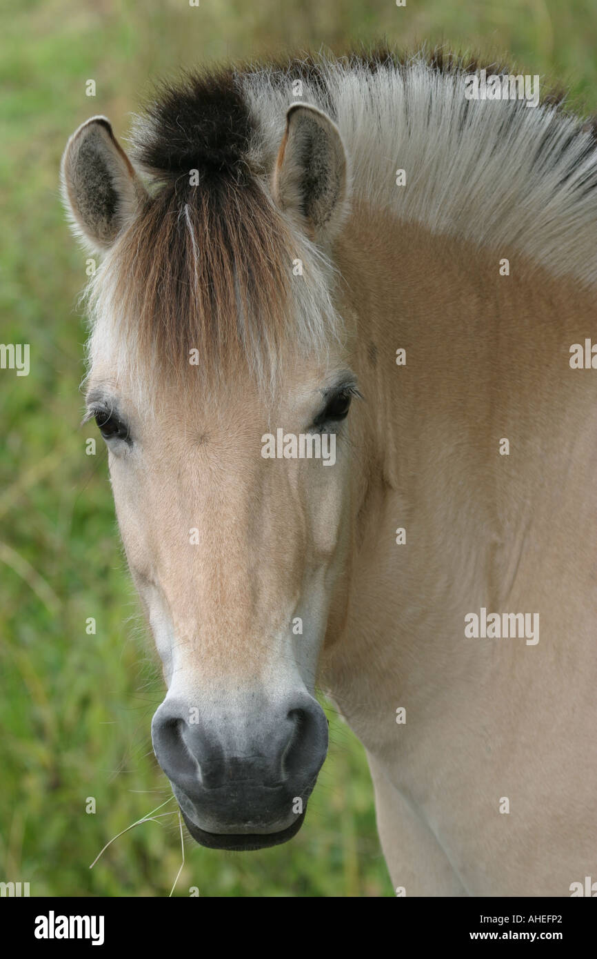 Portrait of Norwegian fjord Stock Photo - Alamy
