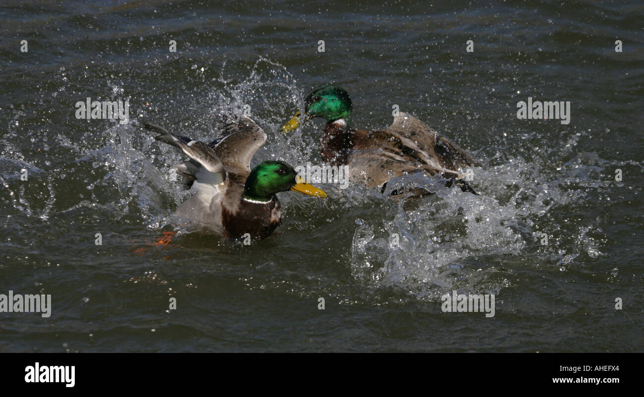 Mating season of mallards hi-res stock photography and images - Alamy