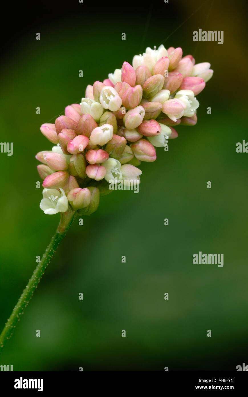 Flower of Bistort, Polygonum bistorta, Wales, UK Stock Photo - Alamy