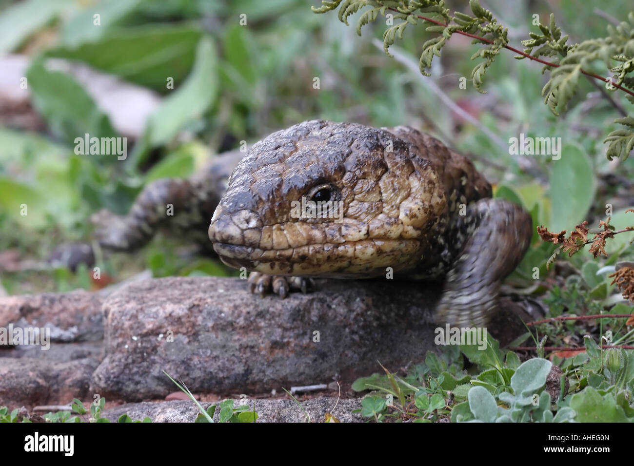 Shingleback tiliqua hi-res stock photography and images - Alamy