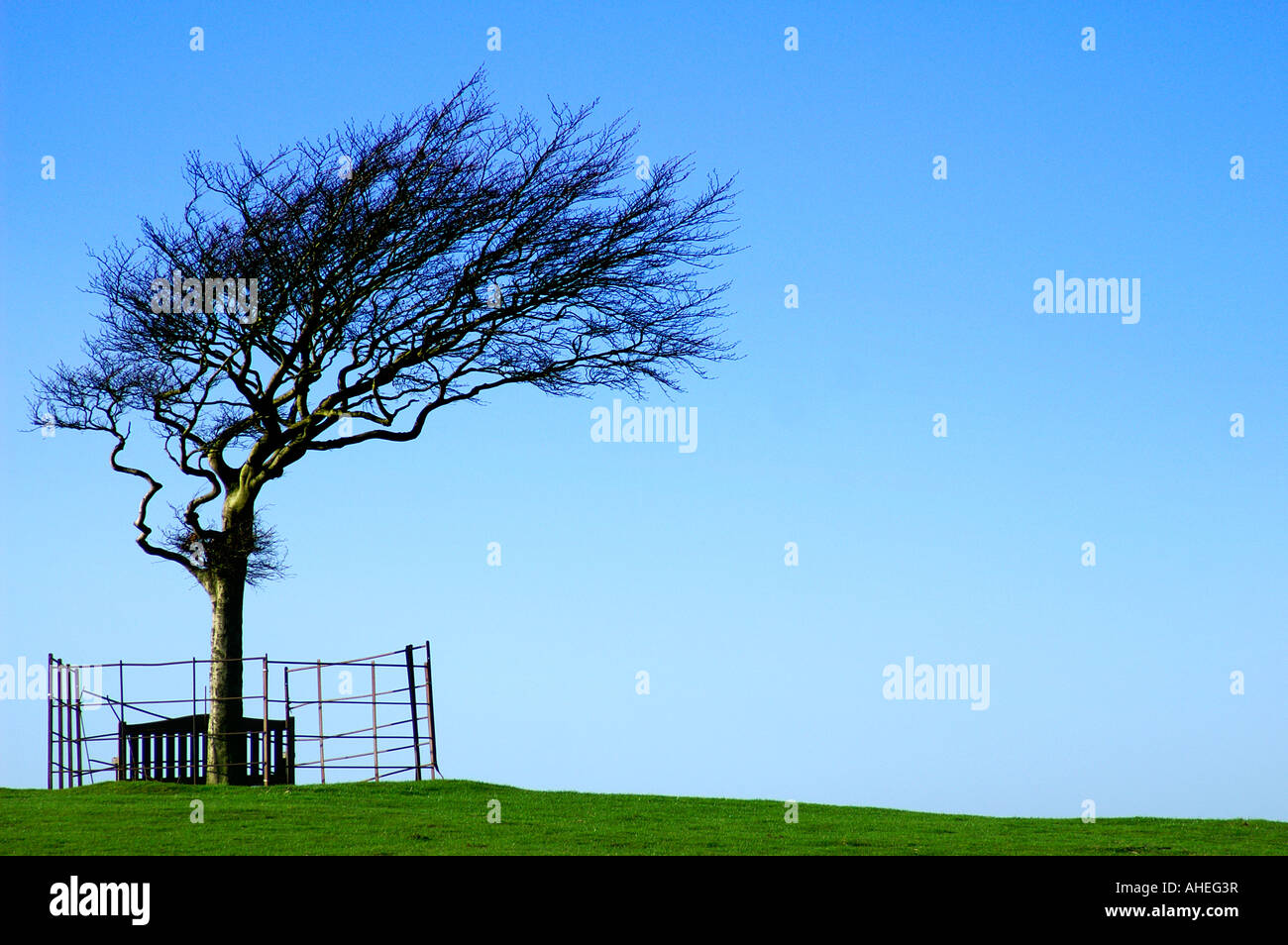 last, solitude tree Stock Photo - Alamy