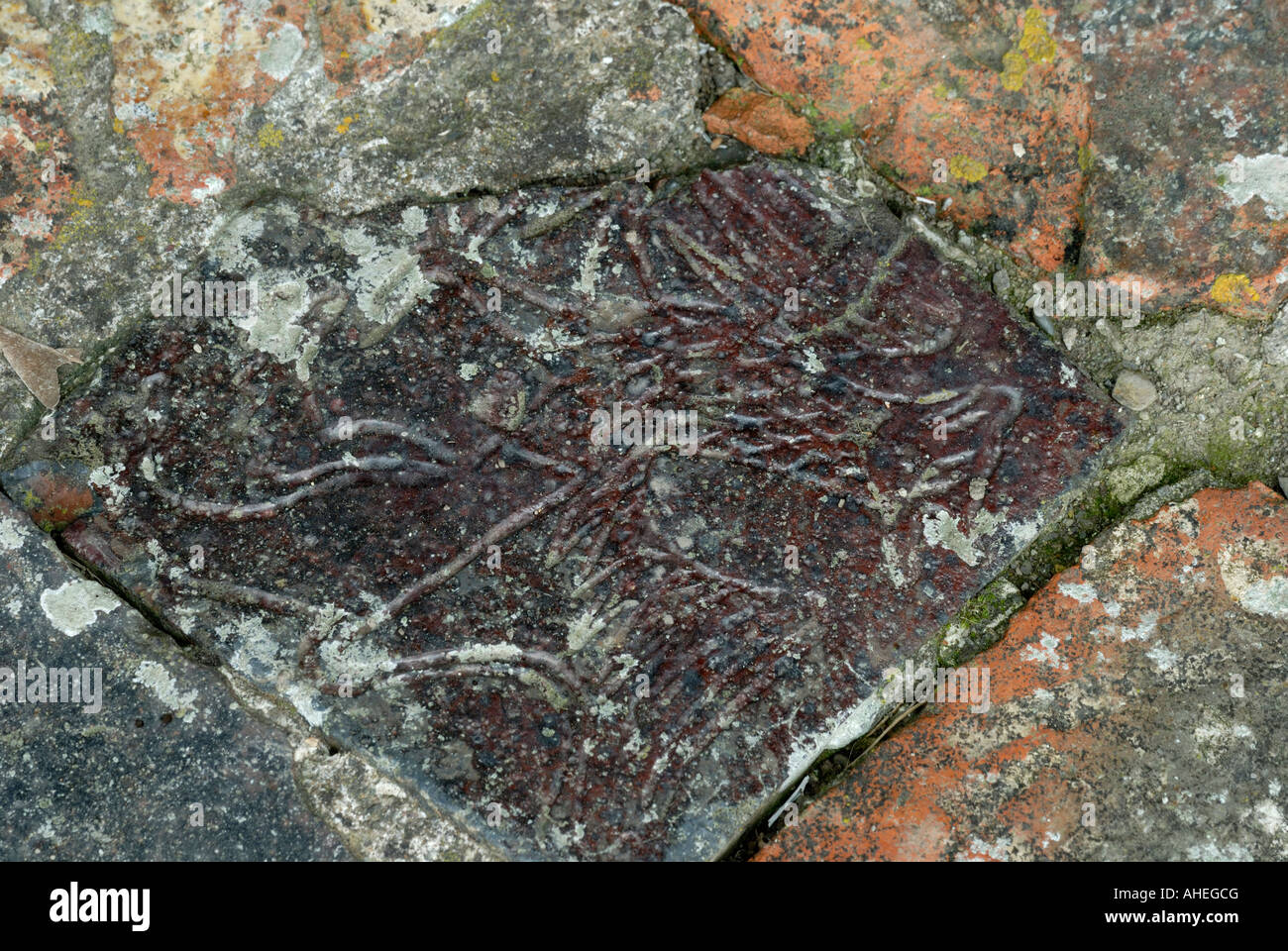 Original cistertian floor tiles at Strata Florida Abbey, Ceredigion ...