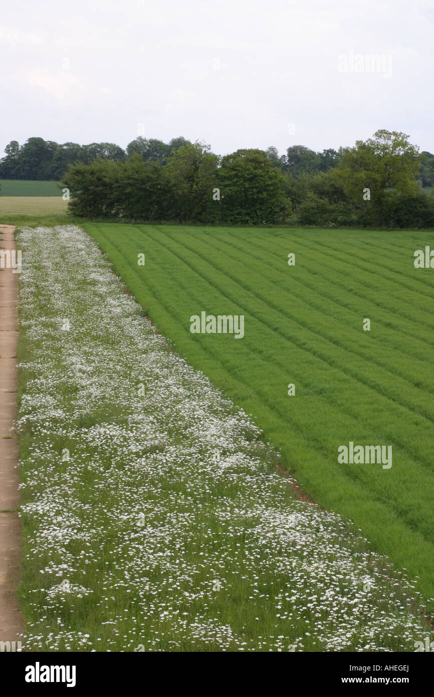 Conservation strip wildflowers hi-res stock photography and images - Alamy