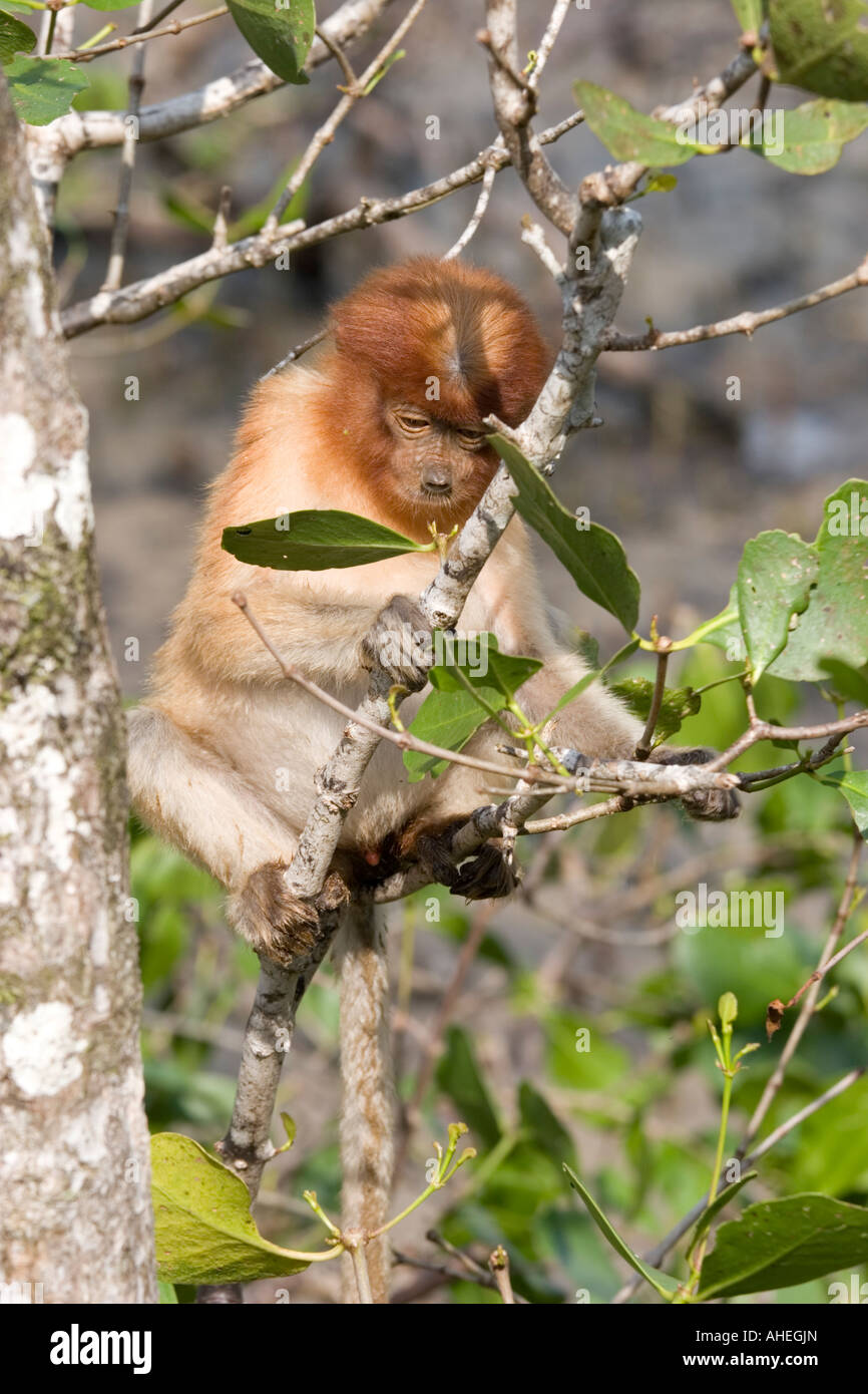 Juvenile proboscis monkey feeding on mangroves in Bako National Park ...