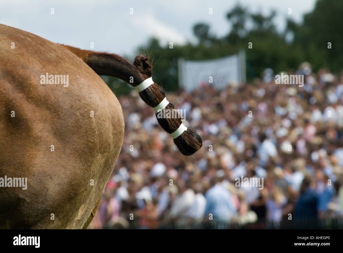 Plaited tail of a well groomed polo pony Windsor Great Park. 2000s 2006 ...