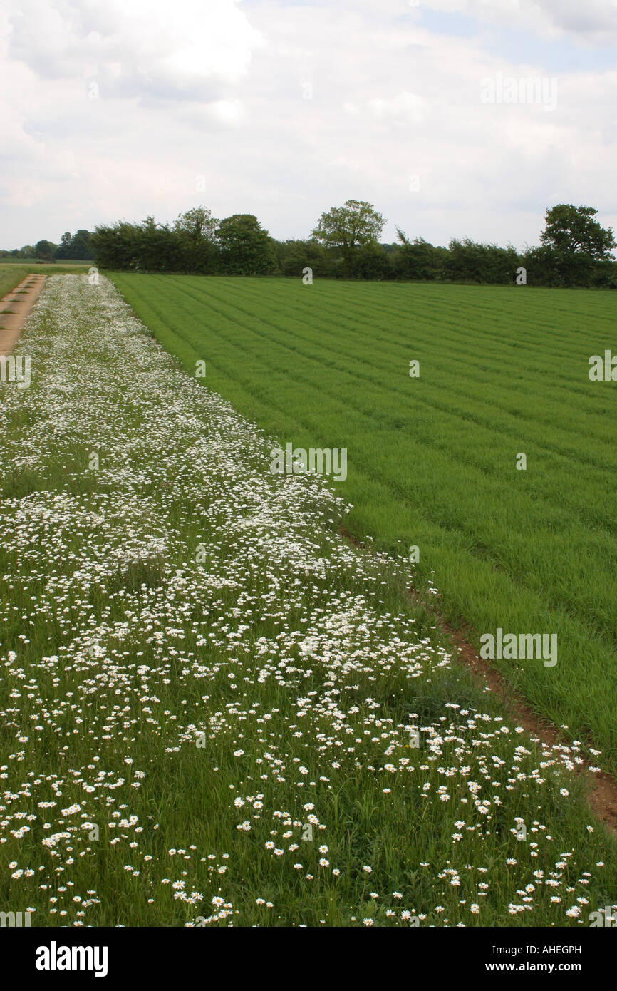 Wildlife field border hi-res stock photography and images - Alamy