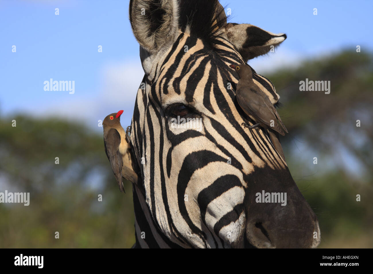 Zebra stripes bird oxpecker hi-res stock photography and images - Alamy