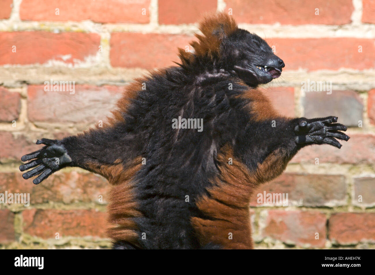 Red Ruffed Lemur (varecia rubra Stock Photo - Alamy